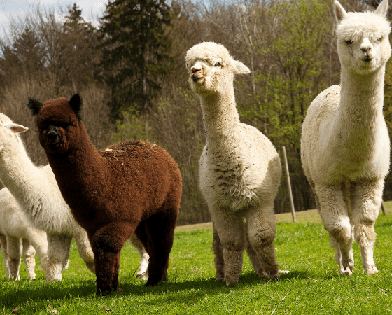 Alpaca Etna Adventure, un'esperienza unica in Sicilia - L'urlo